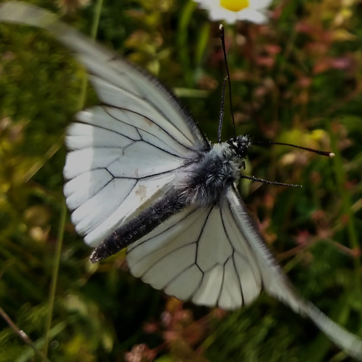 Rare butterfly species is no longer extinct