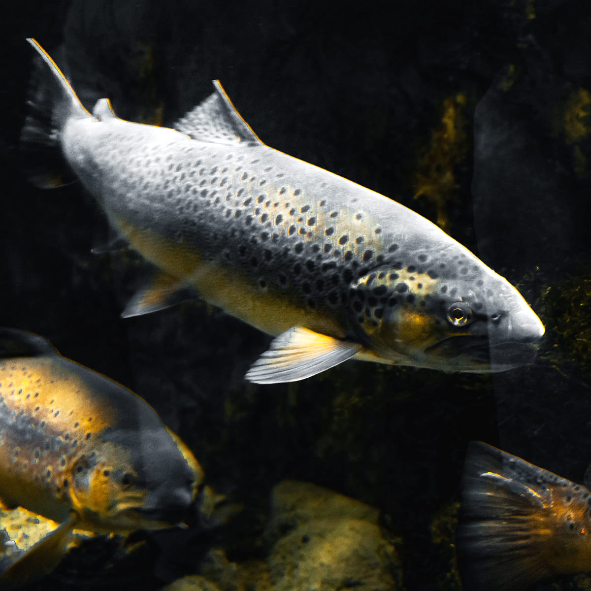 Help a fish travel safely by using the Fish Doorbell