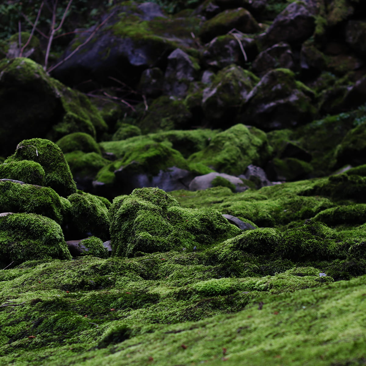 The Hidden Potential of Mosses
