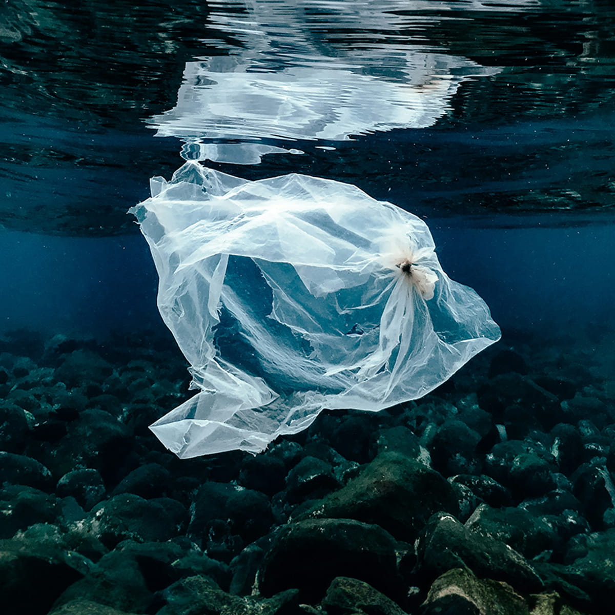 This newly discovered ocean fungus eats plastic